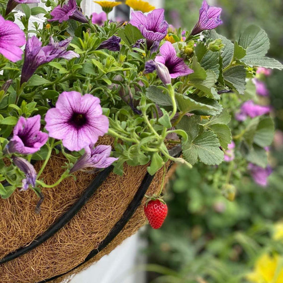 Traditional Window Box Hayrack Planter for Plants | EarthGarden