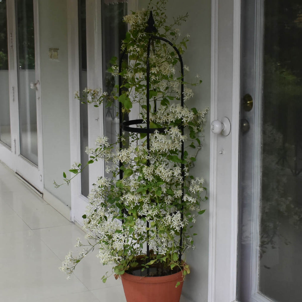 Buy Standing Rose Pillars for Garden Online | EarthGarden